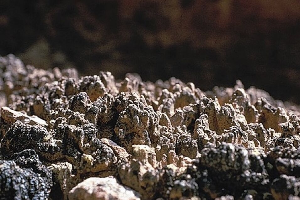 Revealing The Function Of Dormant Soil Microorganisms And The Cues For ...
